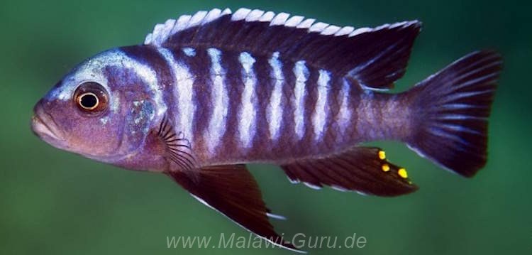 Cynotilapia zebroides 'Mphanga Rocks' Galerie • Malawi-Guru