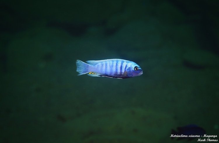 Metriaclima sciasma 'Magunga' • Malawi-Guru