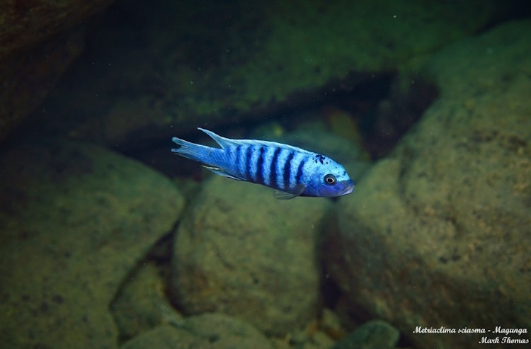 Metriaclima sciasma 'Magunga' • Malawi-Guru