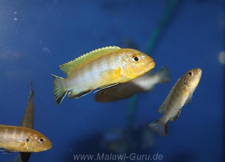 Metriaclima sp. 'lime nkhomo' Nkhomo Reef • Malawi-Guru