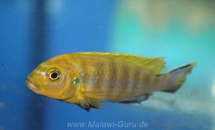 Metriaclima sp. 'lime nkhomo' Nkhomo Reef • Malawi-Guru