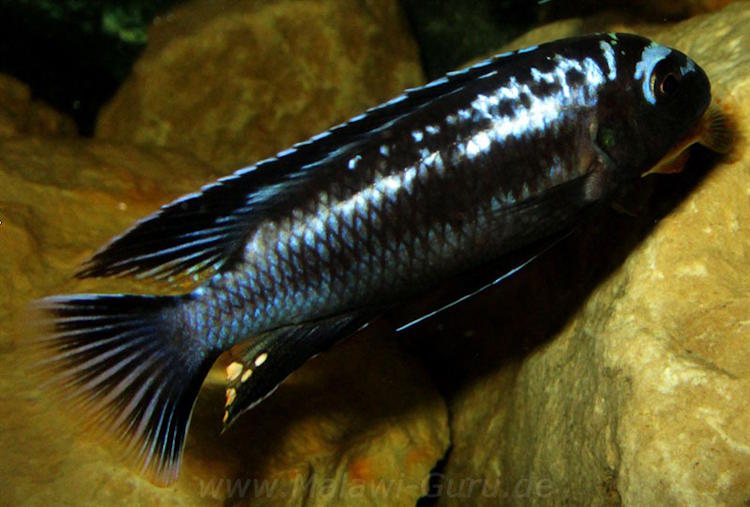 Pseudotropheus interruptus 'Machili Island' • Malawi-Guru
