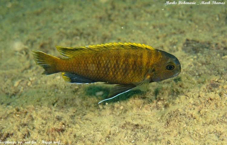 Tropheops sp. 'red fin' Mbuna Verzeichnis • Malawi-Guru