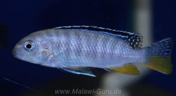 Tropheops sp. 'red fin' Mbuna Verzeichnis • Malawi-Guru